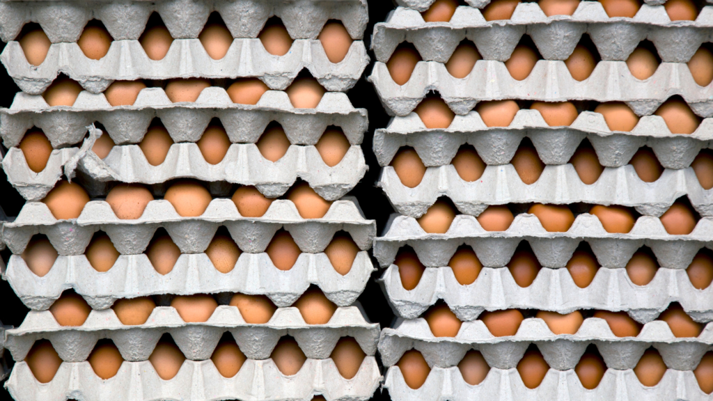 The Role of Egg Trays in Reducing Packaging Waste